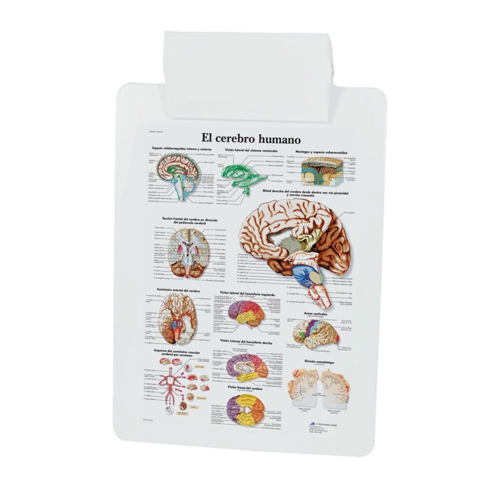 Regla Milimetrada de Endodoncia – Serplastind